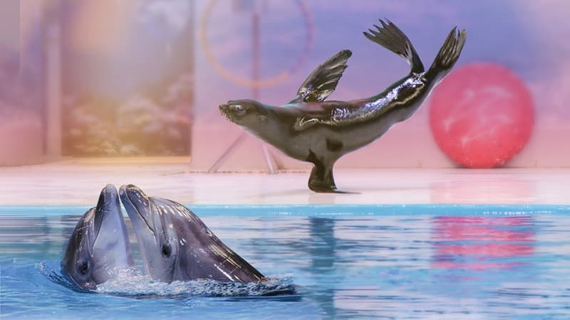 8 Reasons to Watch the Dolphin Show in Dubai | A Go-To Guide