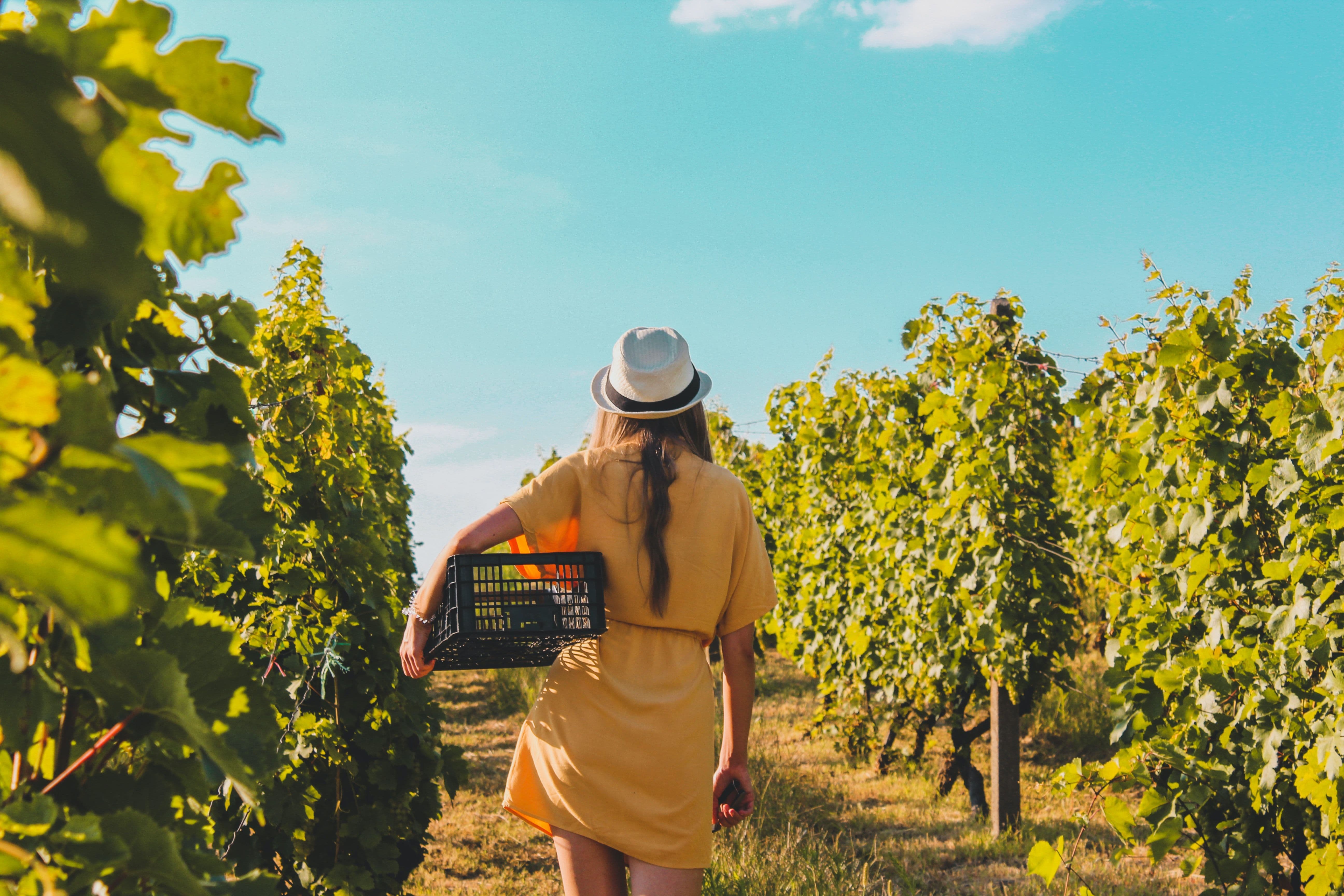 Top 6 Vineyards Near Paris | Indulge in Parisian Wine Culture