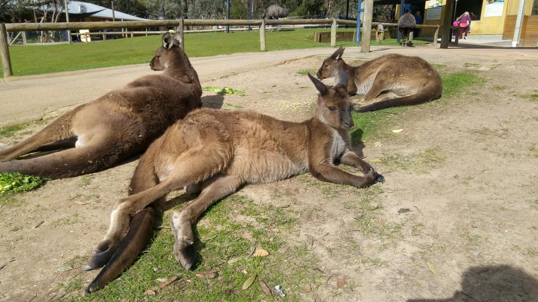 Ballarat Wildlife Park Animals | Close Encounter With The Wildlife