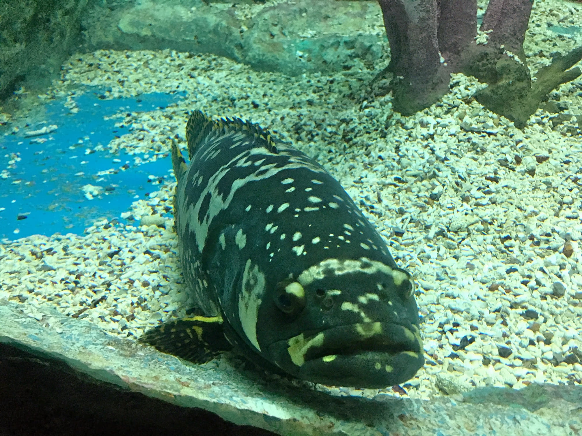 Underwater World, Pattaya: How To Reach, Best Time & Tips