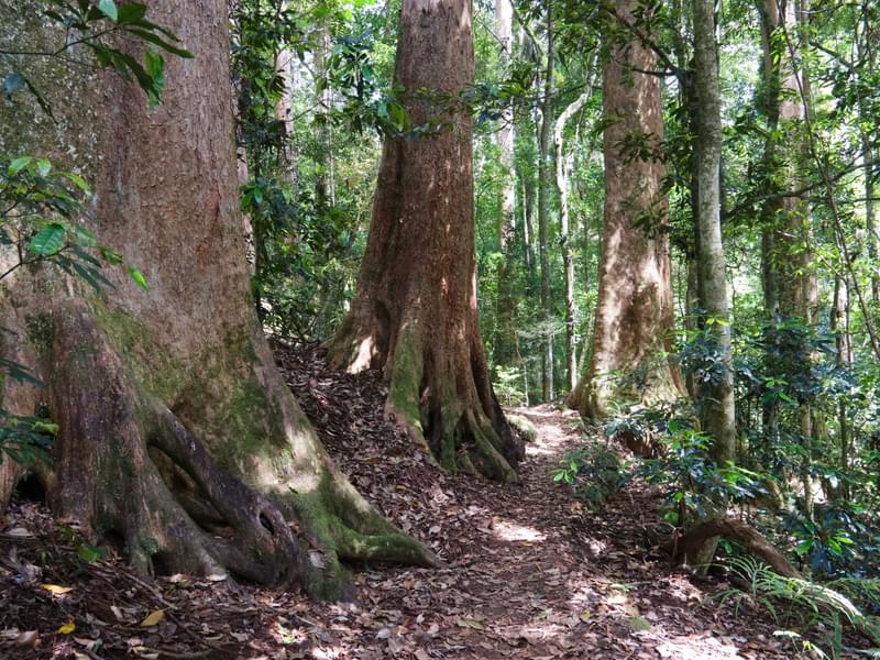 Lamington National Park Tours: Explore The Wildlife @40% Off