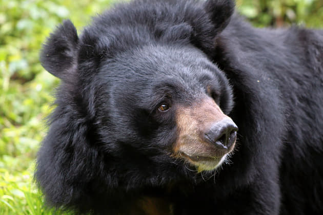 Chail Tourism, India: Places, Best Time & Travel Guides 2023