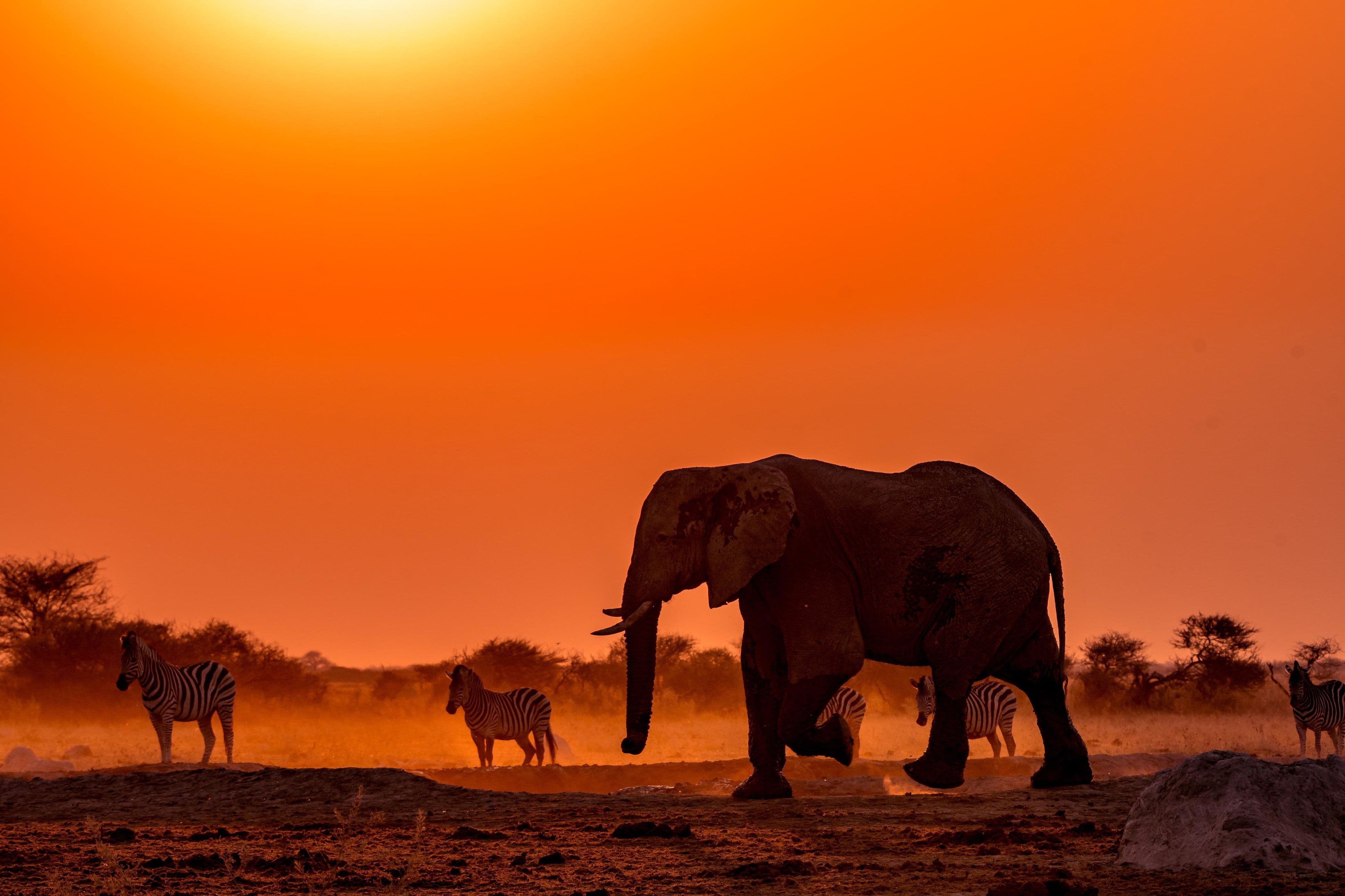 Kafue National Park, Zambia | Know Everything Before You Go!