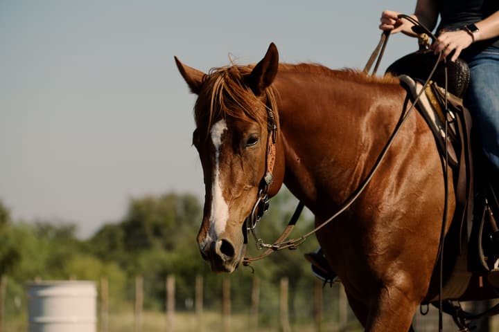 Explore Horseriding in Singapore for a Perfect Equestrian Experience
