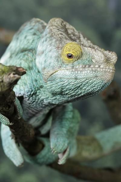 Zones of Singapore Zoo: Discover the Wonders of Wildlife!