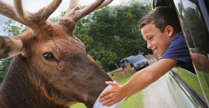 15 Drive-Through Zoos In USA | Witness The Amazing Wildlife