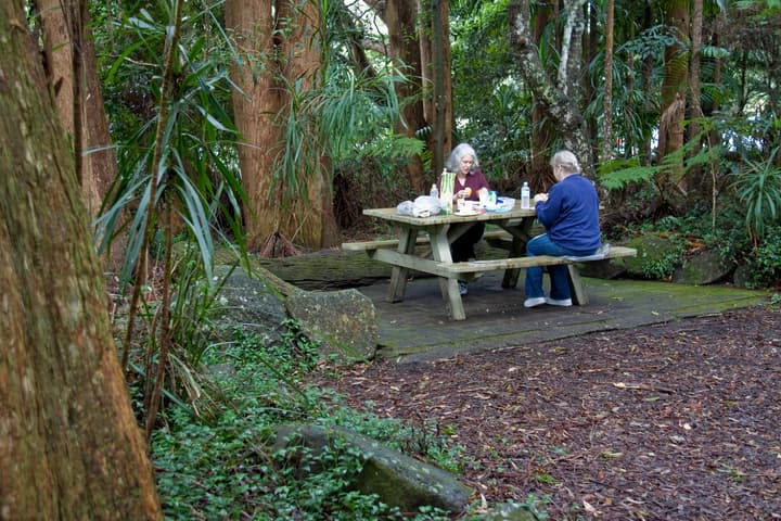 Springbrook National Park Camping | Set Your Camp And Hike