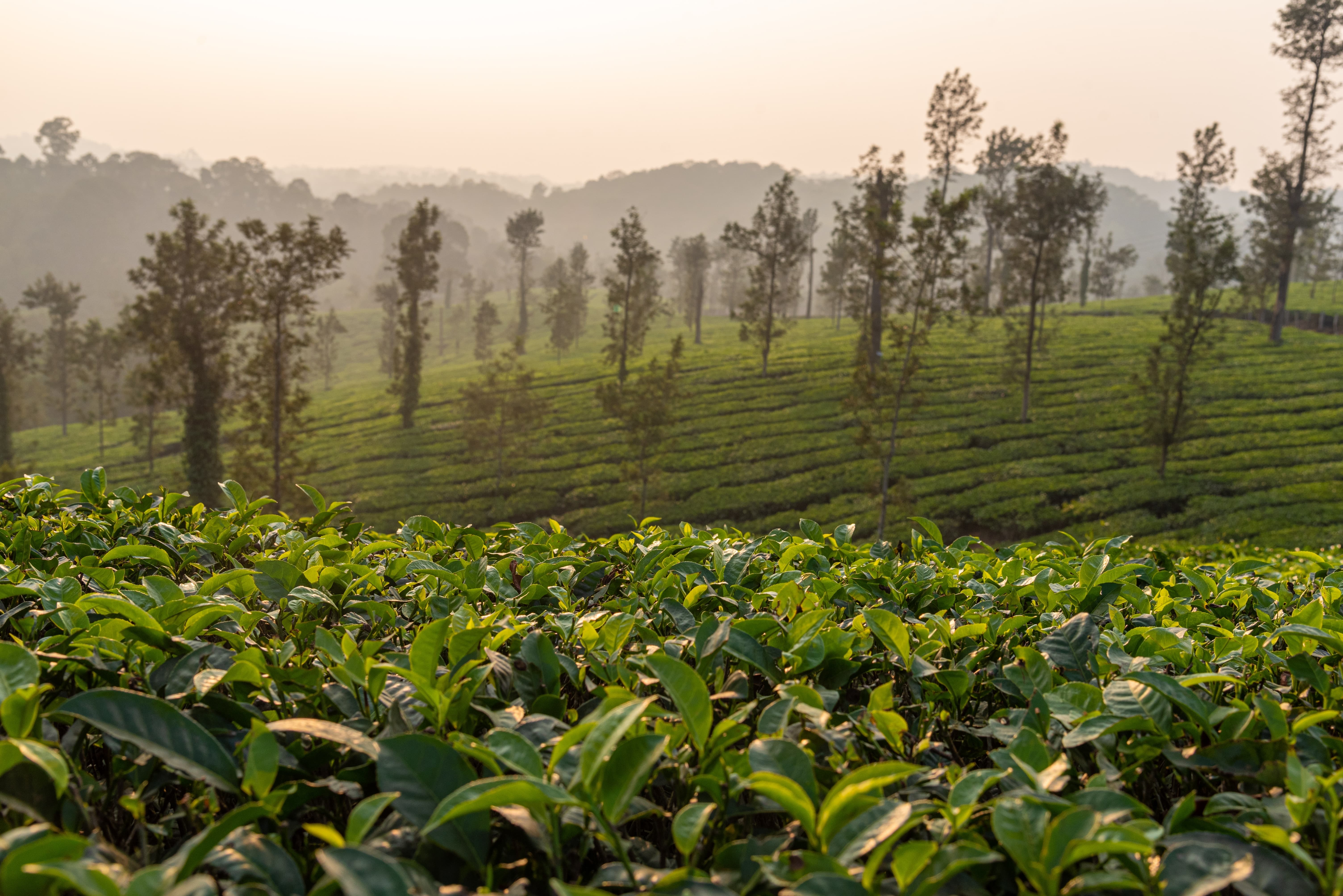 Essence of Karnataka with FREE Visit to Coorg Coffee Estate