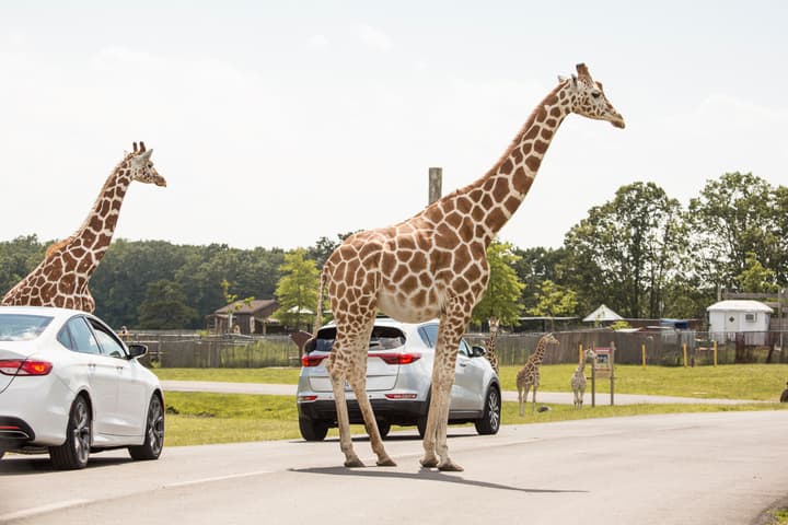 15 Drive-Through Zoos In USA | Witness The Amazing Wildlife
