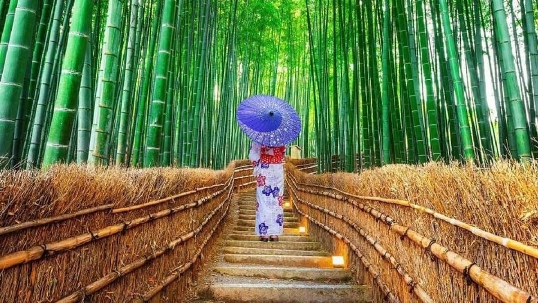 Mac Ritchie Reservoir Guide: Exploring Singapore's Enchanting Nature Oasis