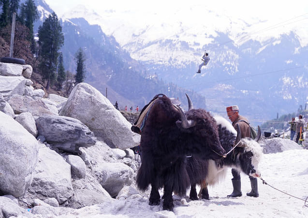 35 Things to Do in Manali - 2024 (Starting from ₹499 Only)