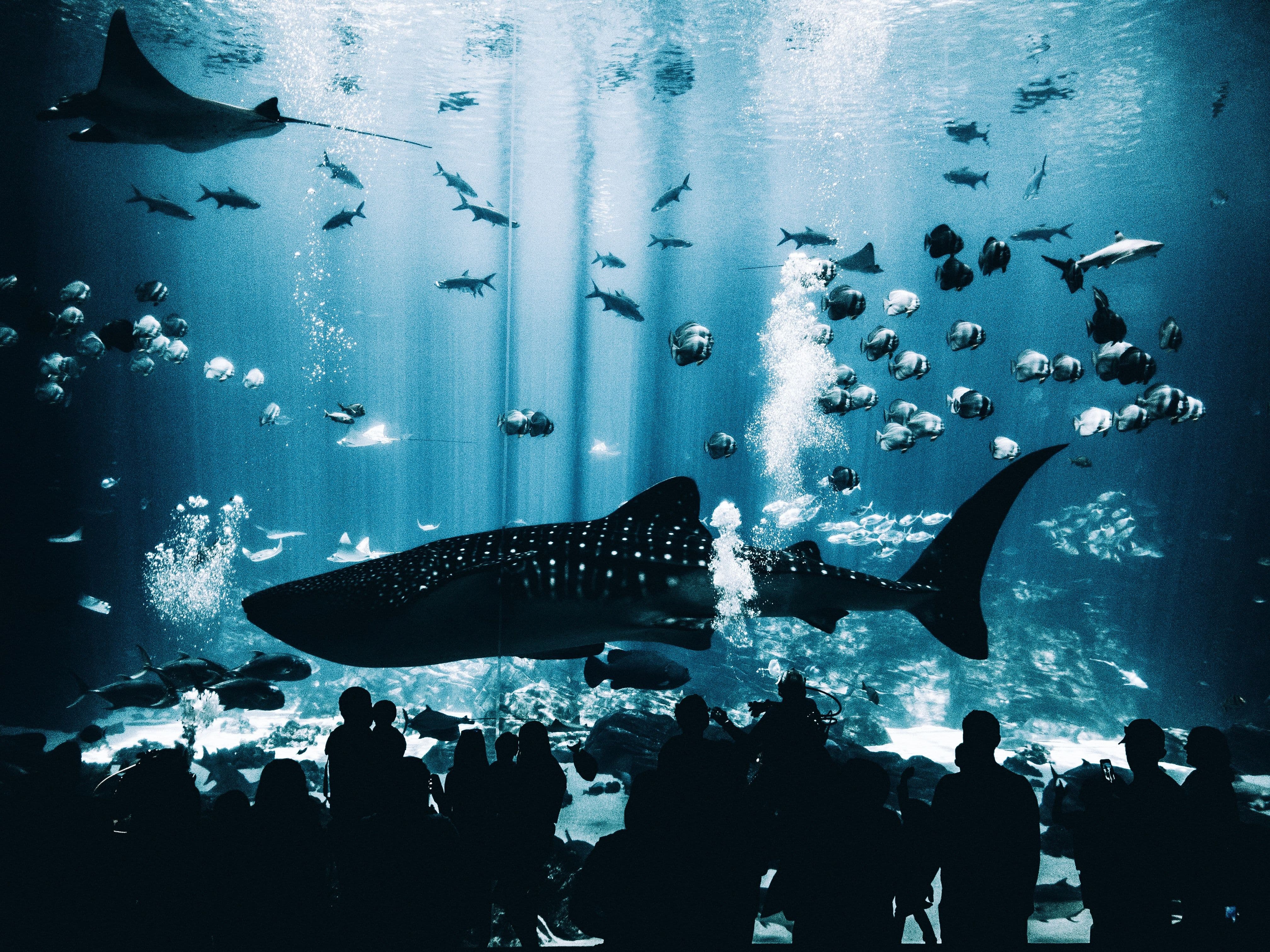 The Ultimate Guide to Visiting Georgia Aquarium Atlanta