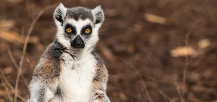 15 Drive-Through Zoos In USA | Witness The Amazing Wildlife