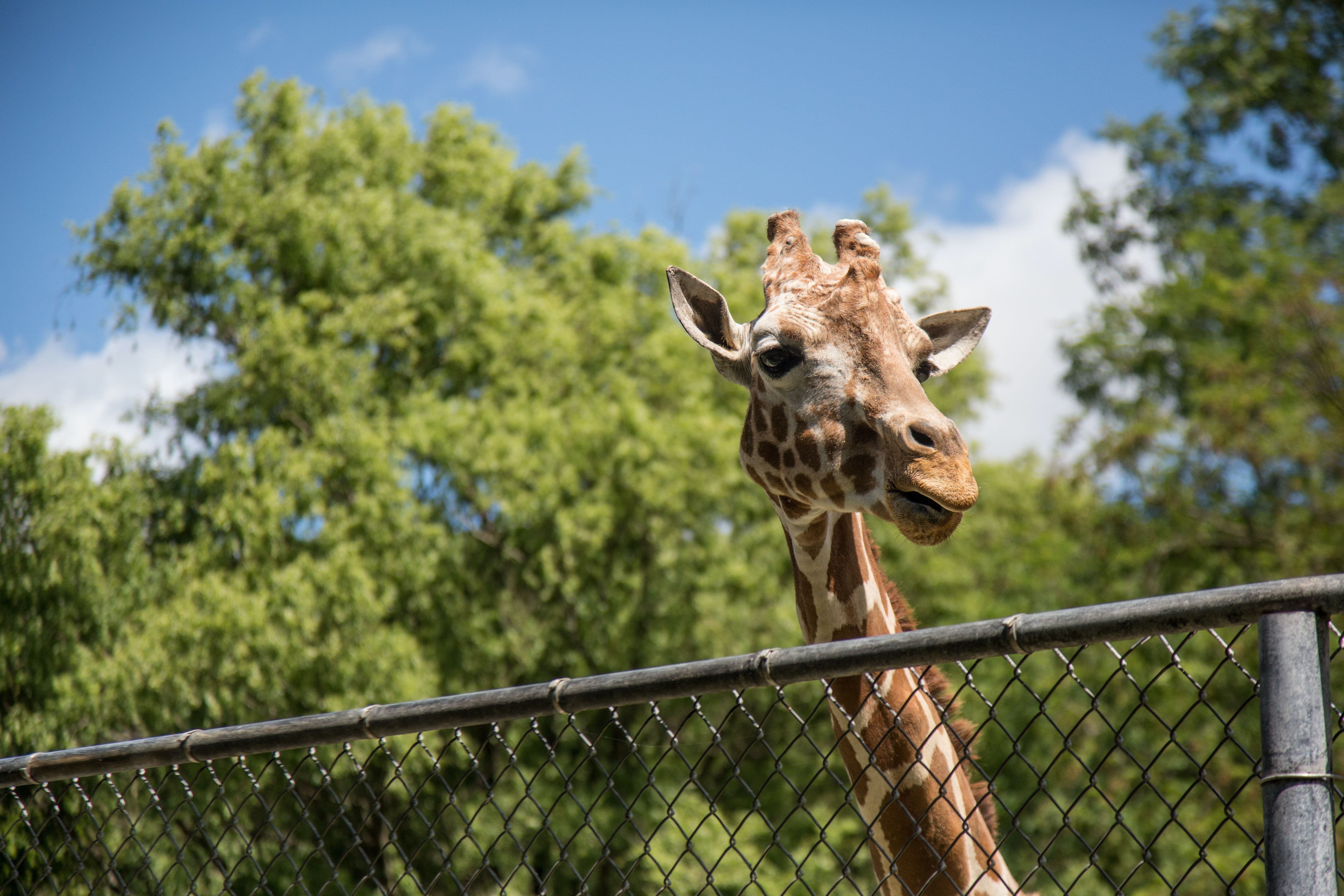 Book Your Perth Zoo Tickets | Get Upto 40% off on Tickets