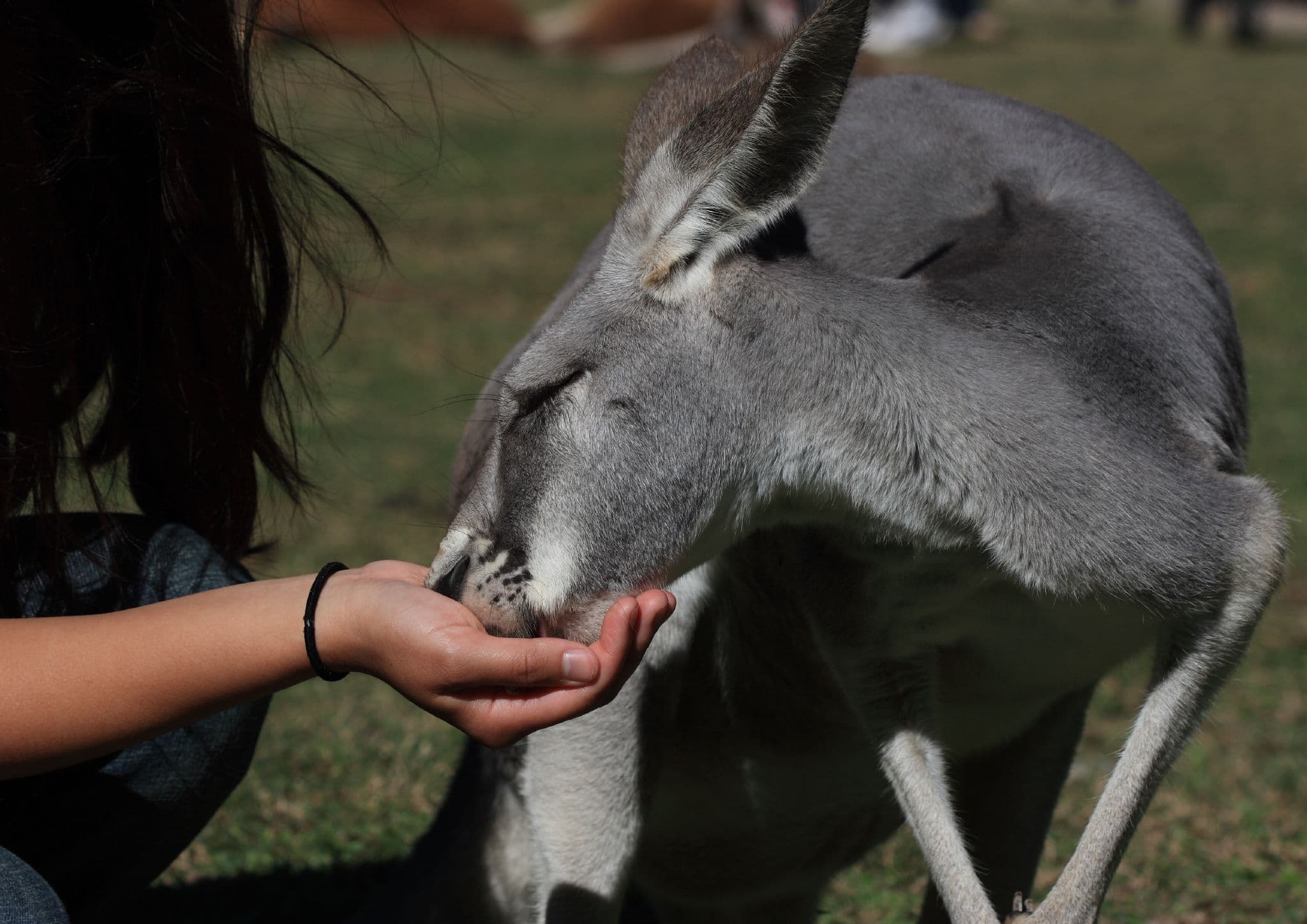 Currumbin Wildlife Sanctuary Tickets | Play & Enjoy With Animals