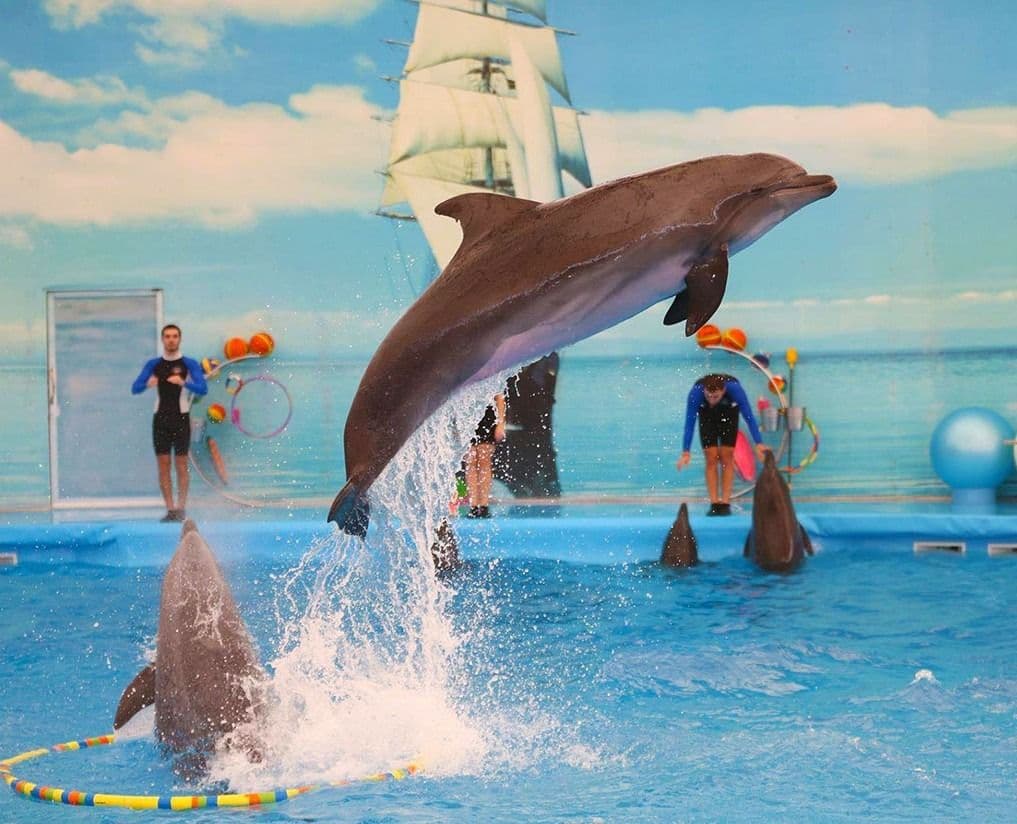 Dolphin Bay Phuket Experiences: Witness Well-Trained Dolphins