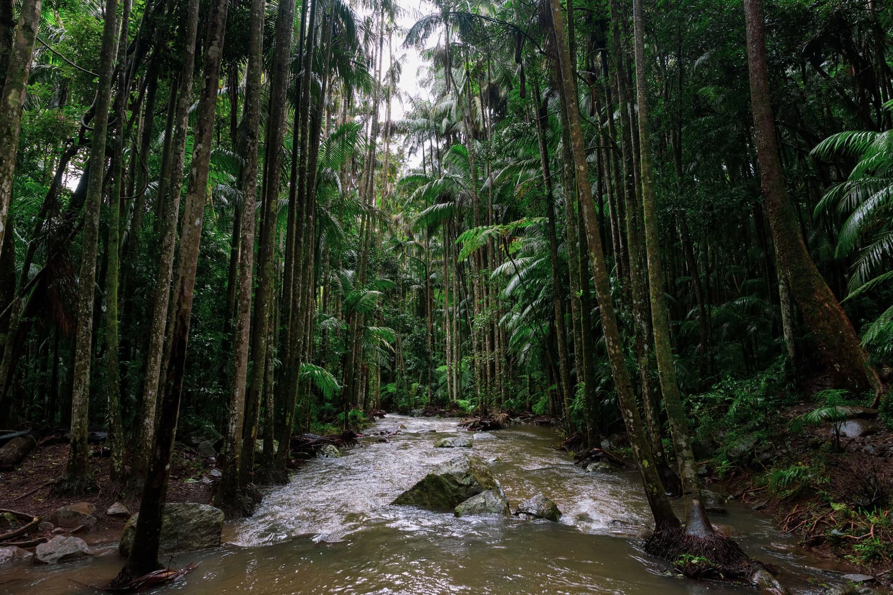Discover 10 National Parks To Visit in Gold Coast!