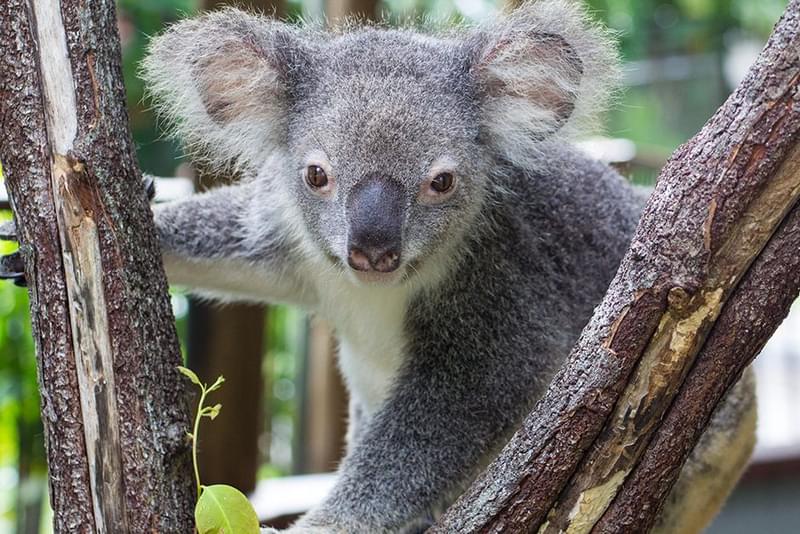 Kuranda Koala Gardens | Explore Australian Wildlife @ 40% Off