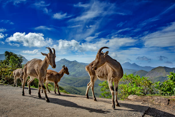 3 Days Short Tour to Munnar