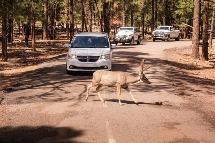 15 Drive-Through Zoos In USA | Witness The Amazing Wildlife