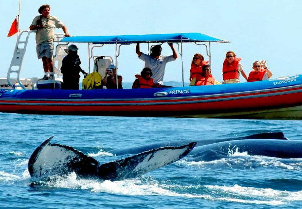 Candolim Beach Dolphin Tour, Goa | Book Now @ Flat 20% Off