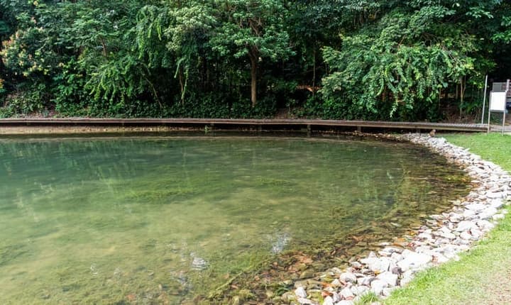 Mac Ritchie Reservoir Guide: Exploring Singapore's Enchanting Nature Oasis