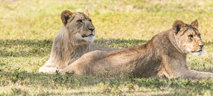 15 Drive-Through Zoos In USA | Witness The Amazing Wildlife