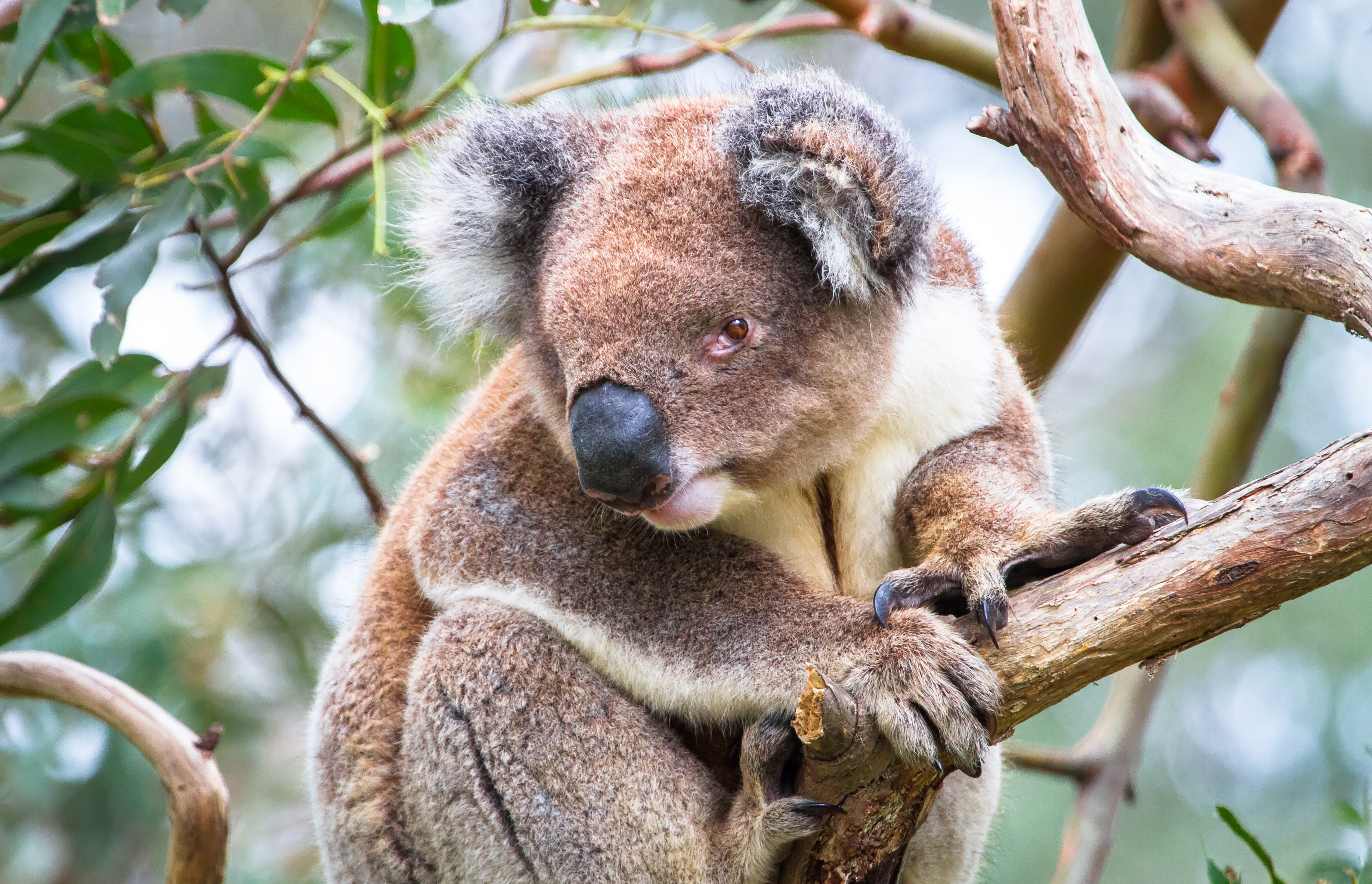 Scenic Getaway to Eastern Australia