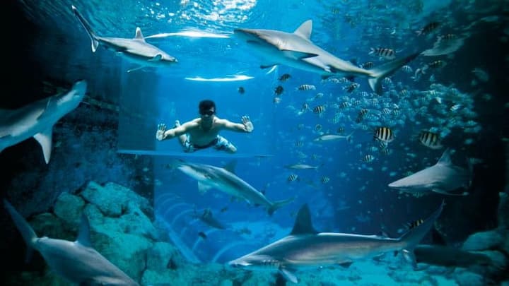 Adventure Cove Waterpark: Where Fun Meets Sun and Water!