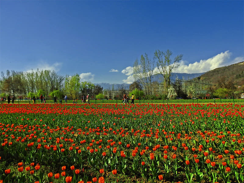 Best Time to Visit Valley of Flowers: Months & Seasons