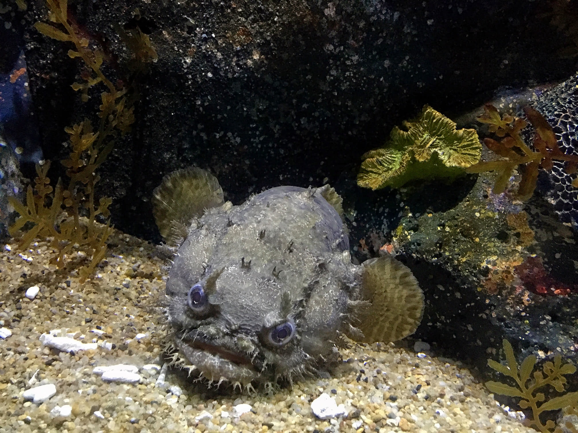 Underwater World, Pattaya: How To Reach, Best Time & Tips