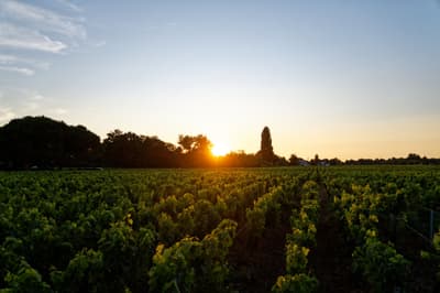 Top 6 Vineyards Near Paris | Indulge in Parisian Wine Culture