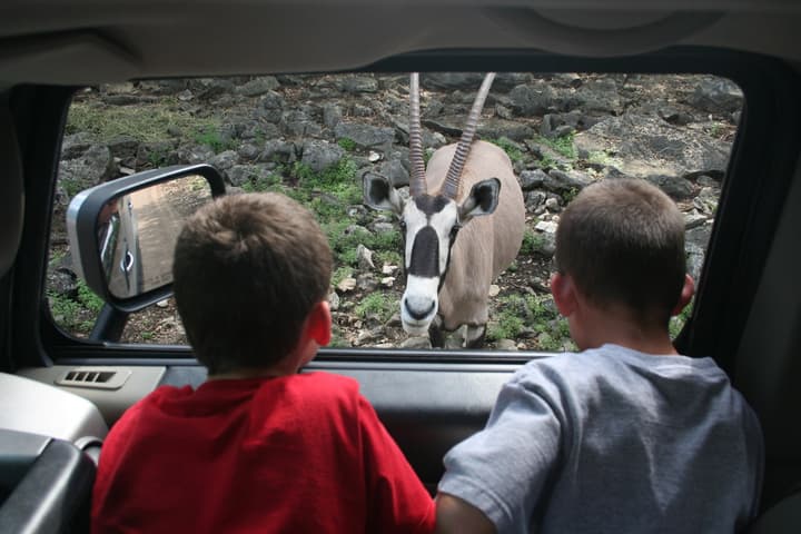 15 Drive-Through Zoos In USA | Witness The Amazing Wildlife