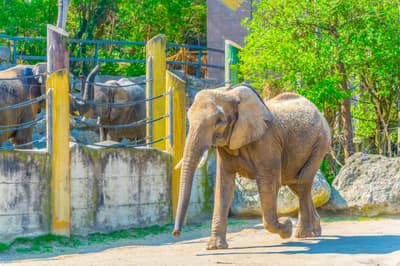 15 Best Zoos In The World | Explore The Top Zoos