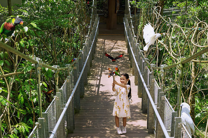 Bird Paradise Shows | Witness & Admire The Talent of the Birds