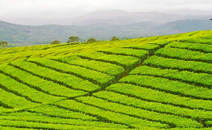 Chail Tourism, India: Places, Best Time & Travel Guides 2023