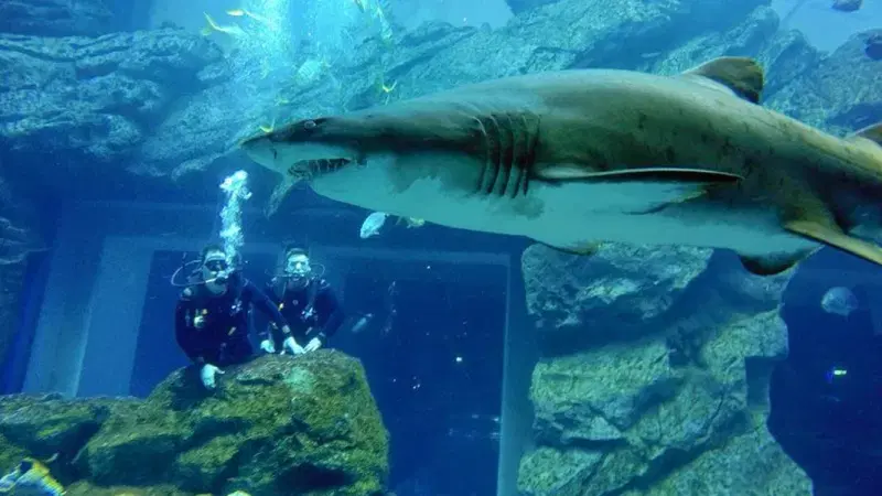 Shark Walker Dubai | Guide to Dive into Adventure