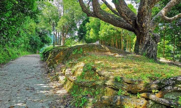 Mac Ritchie Reservoir Guide: Exploring Singapore's Enchanting Nature Oasis