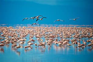 8 Kenya Packages From Mumbai | Get Upto 40% Off