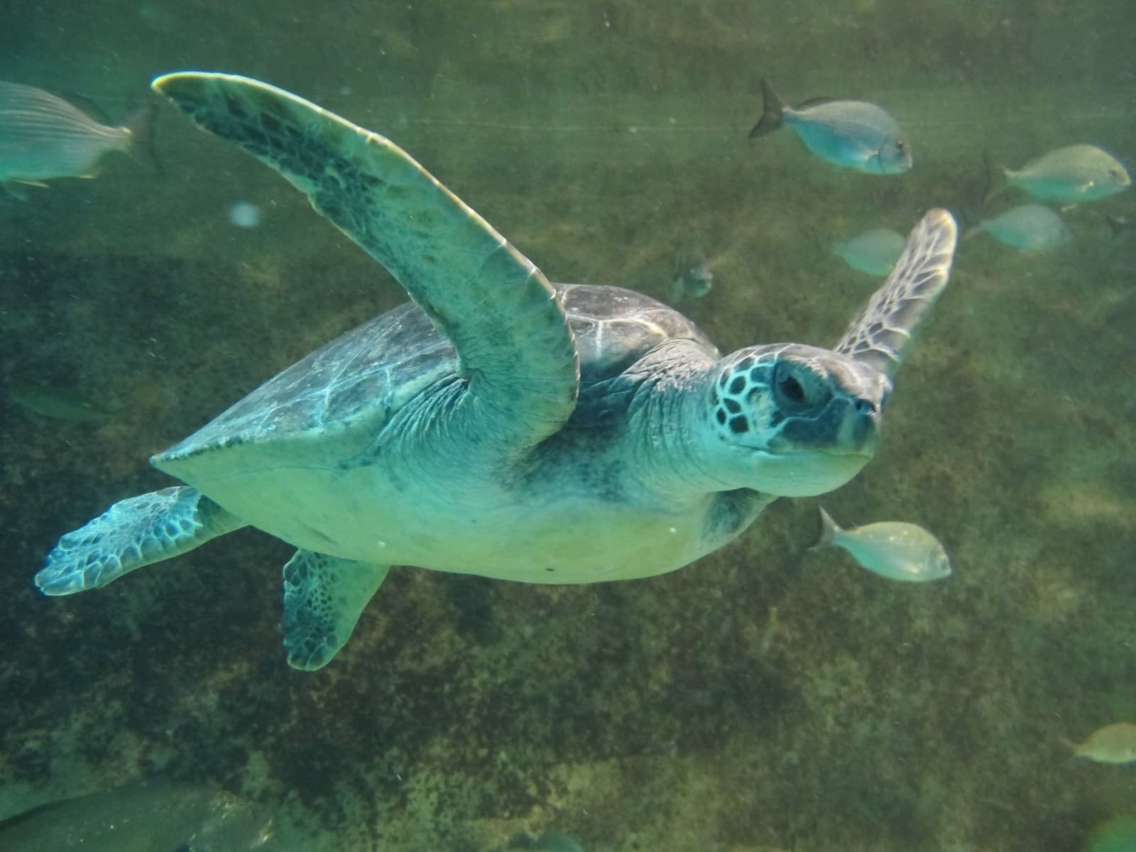 Sea Life Bangkok Ocean World | Book & Get Upto 45% Off Deals