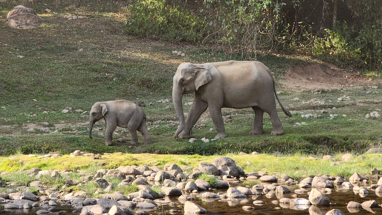 Anakulam Wild Elephant Village Jeep Tour, Munnar | Book Now!