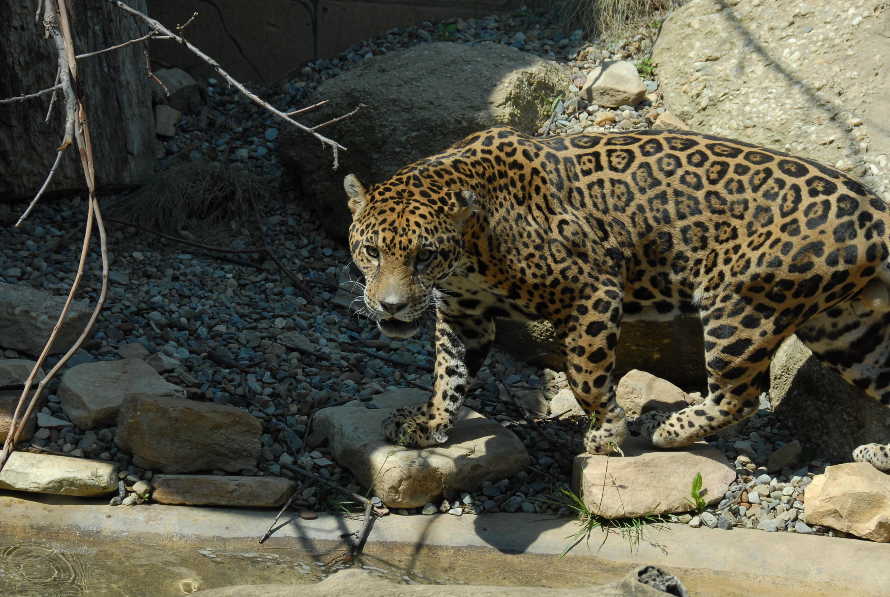 8 Zoos In Ohio | Know & Learn About The Wildlife Conservation