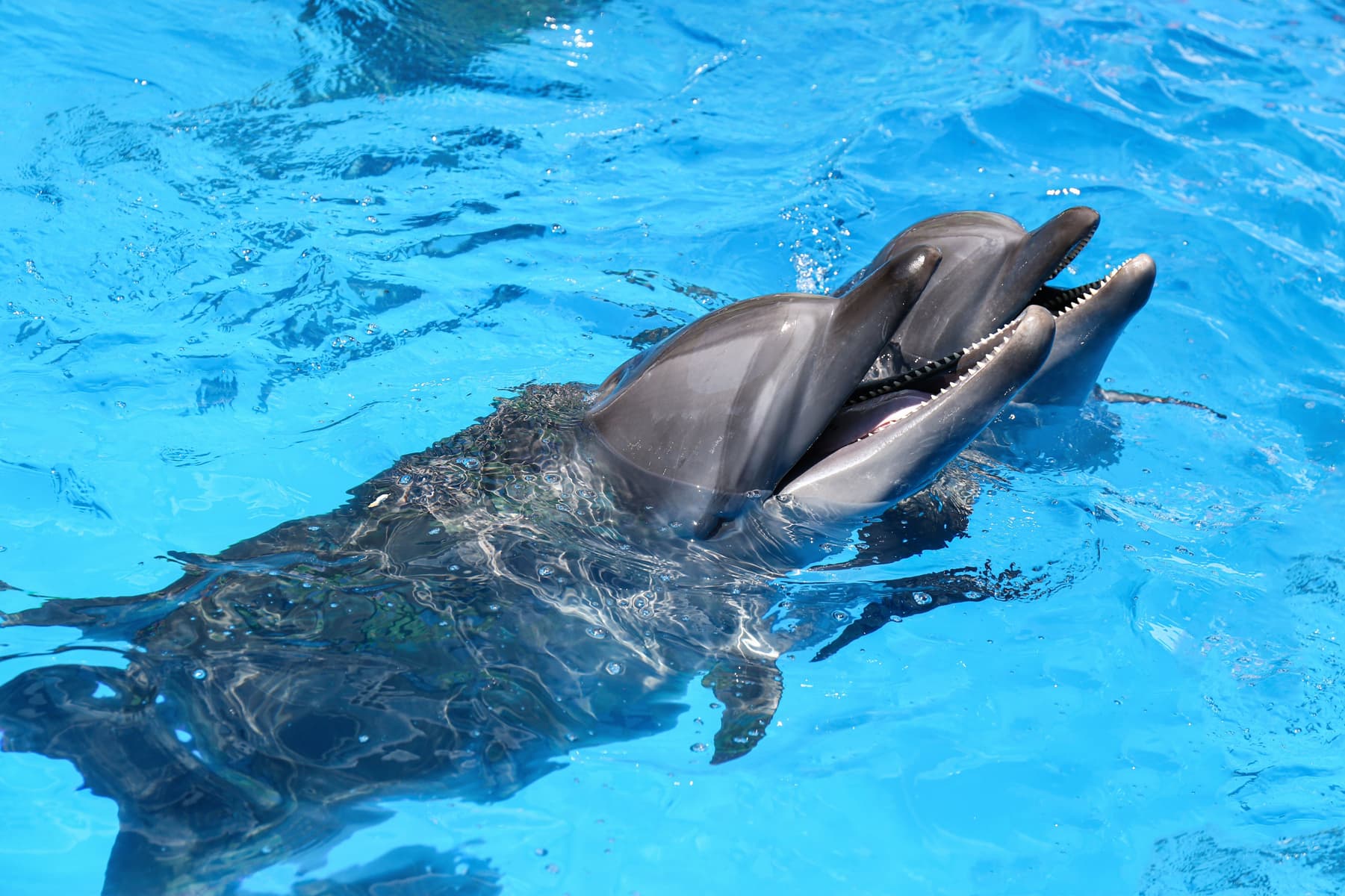 Dolphin Island Singapore | Discover the Wonders of Marine Life