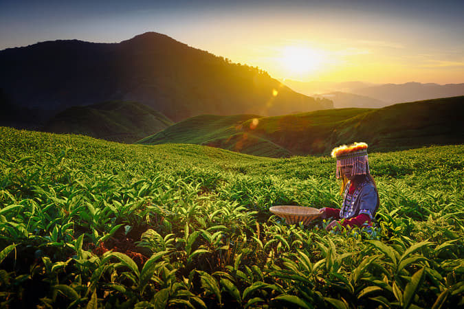 19 Best Things to do in Cameron Highlands
