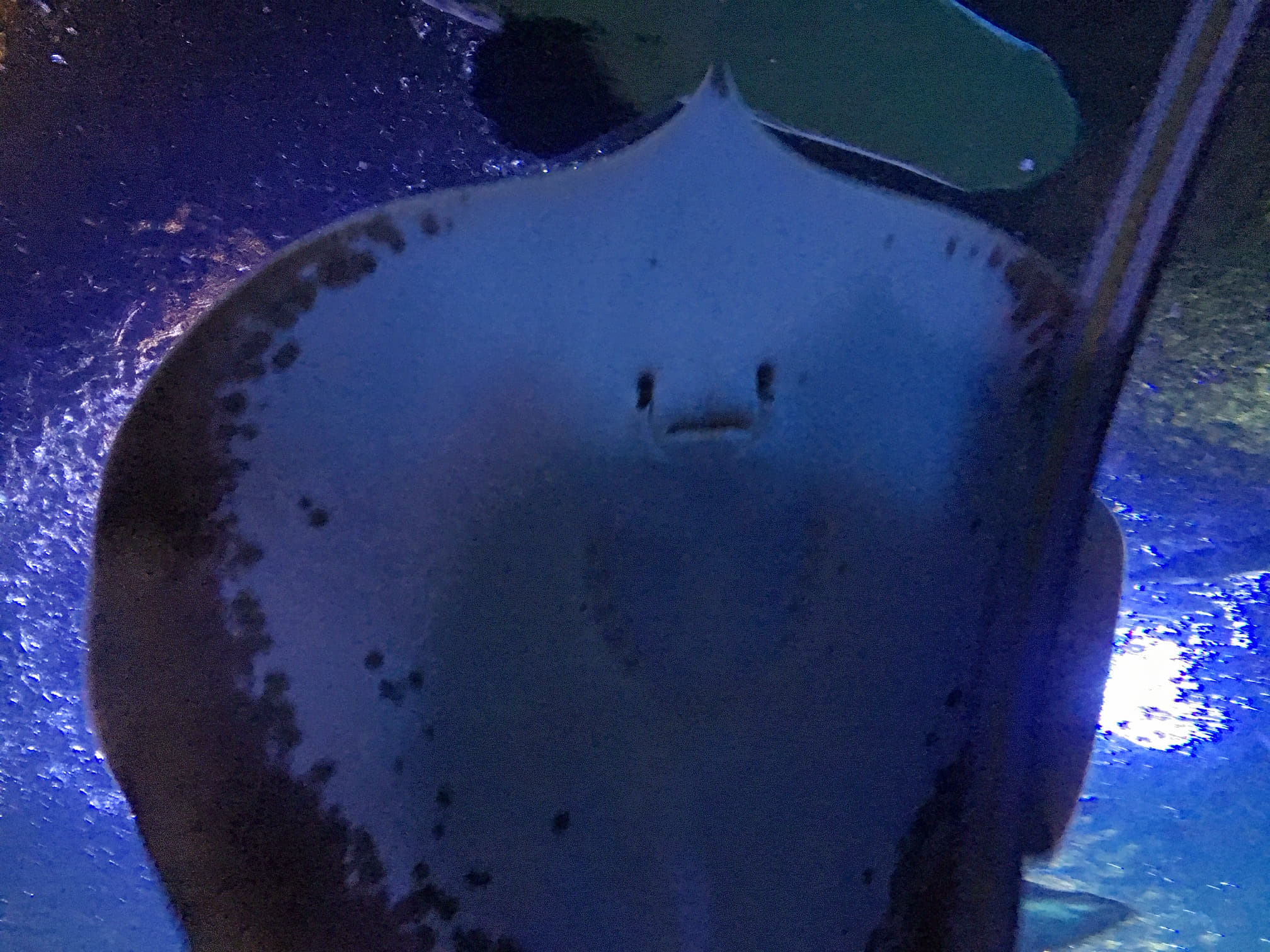 Underwater World, Pattaya: How To Reach, Best Time & Tips