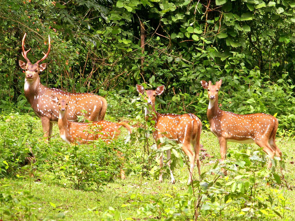 20 Wildlife Sanctuaries near Pune for an Adventurous Getaway
