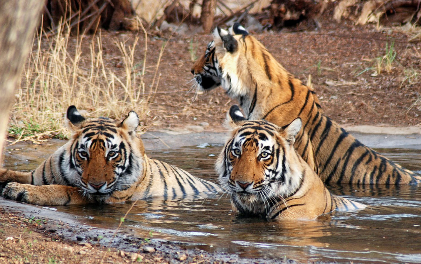 15 Best Places to Visit in Manali in November - 2024