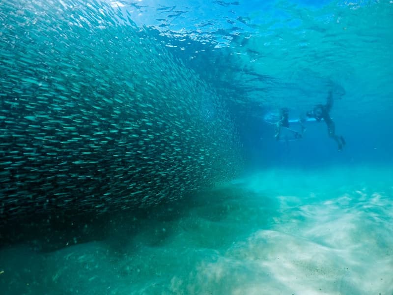 Scuba Diving in Gold Coast | Book Now for the Best Deals!