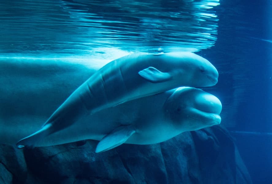The Ultimate Guide to Visiting Georgia Aquarium Atlanta