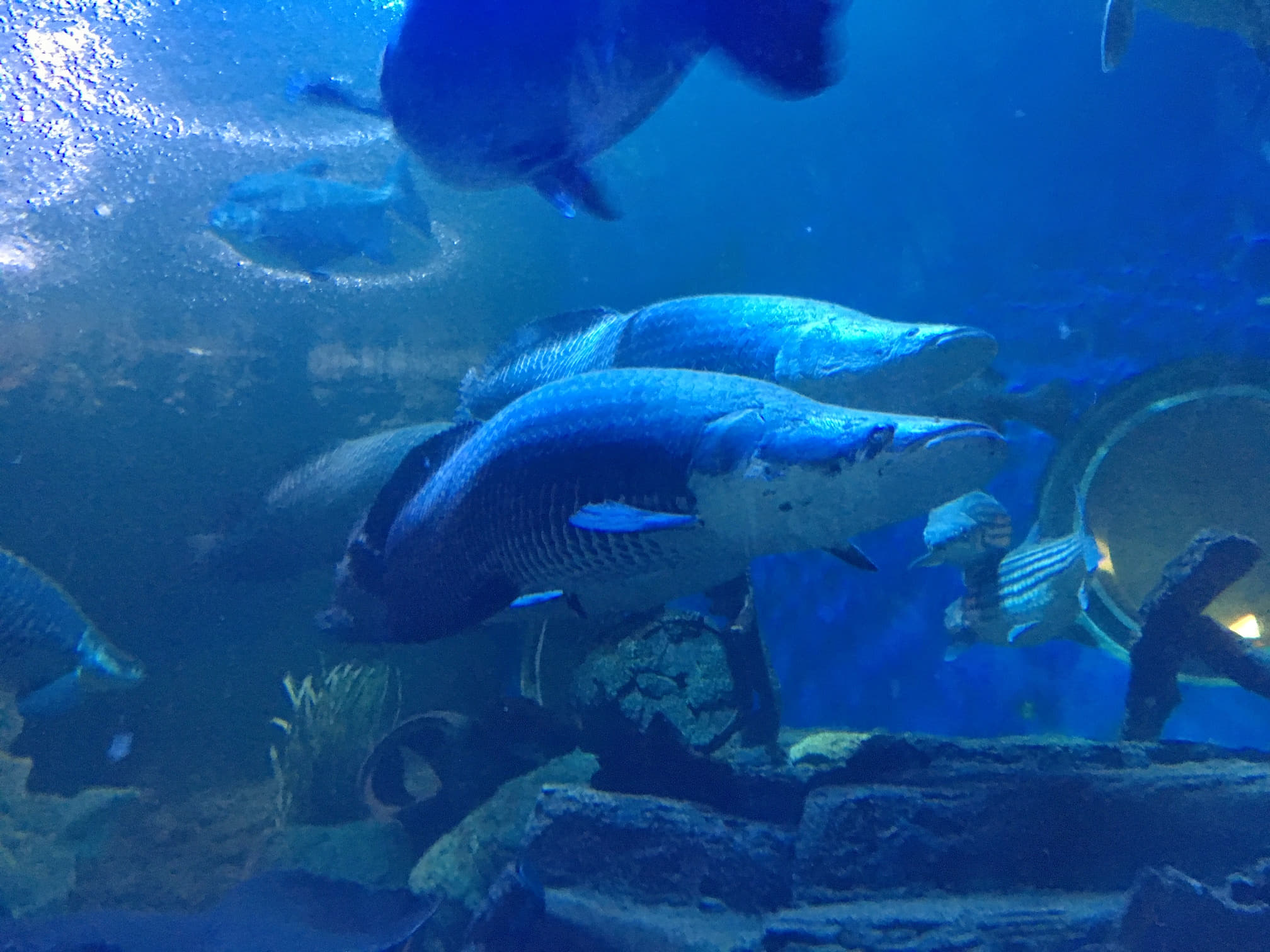 Underwater World, Pattaya: How To Reach, Best Time & Tips
